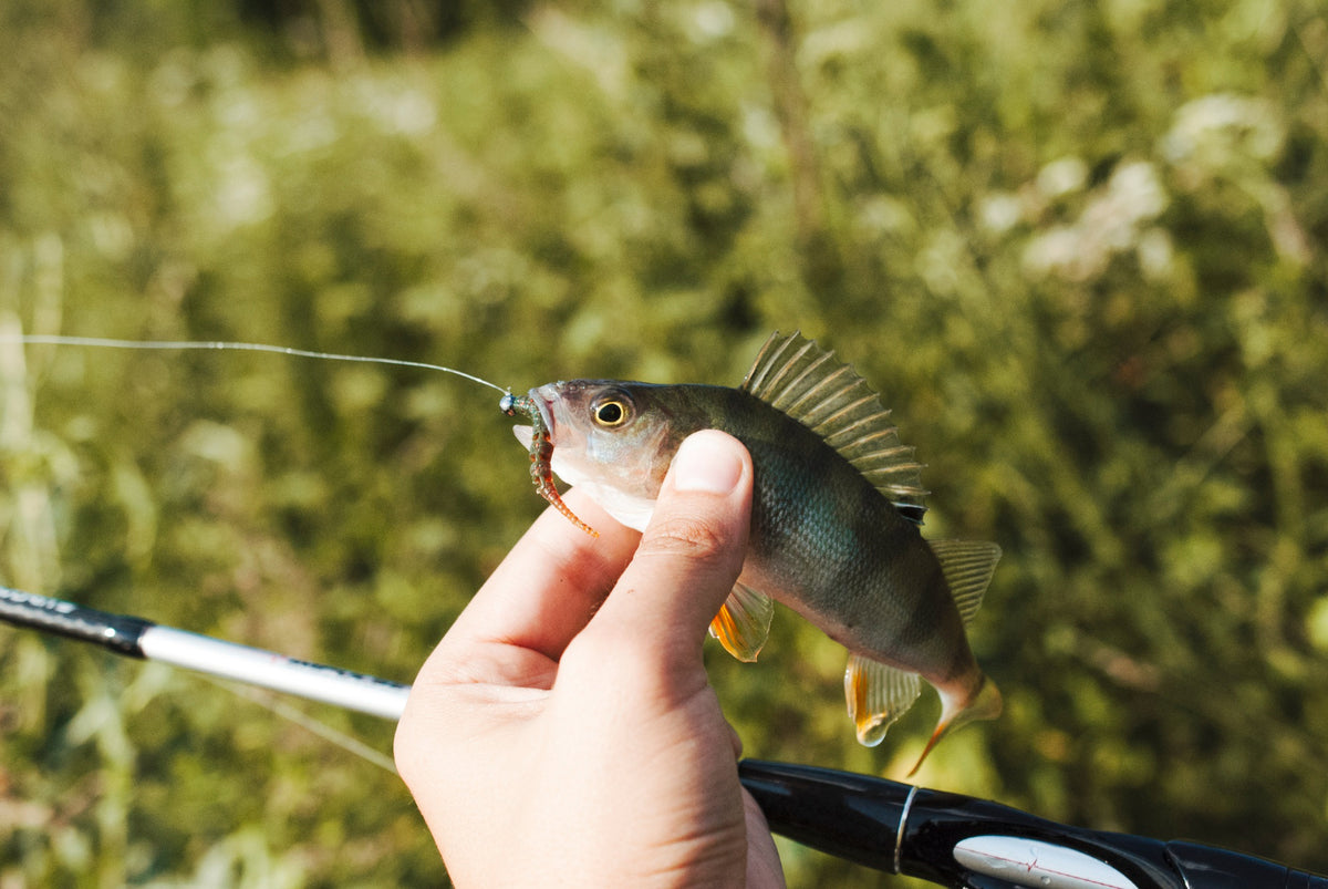 Catch and Release: Best Practices for Ethical Fishing – BUZZERFISH