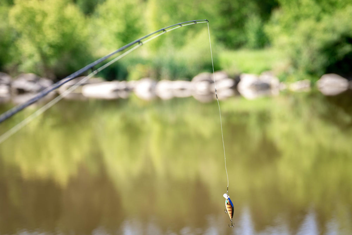The Science of Fishing: Understanding Fish Behavior and How to Use It ...