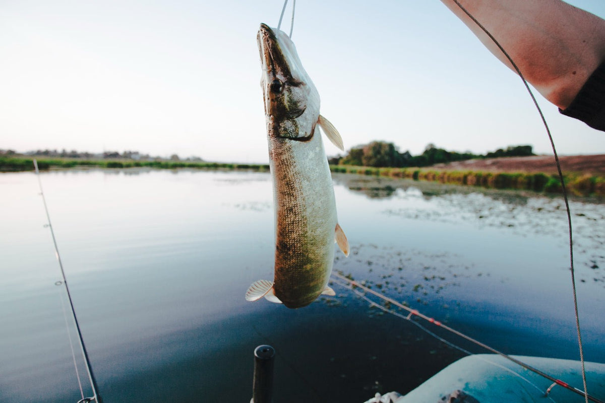 Beginner's Guide to Freshwater Fishing: Lakes, Rivers, and Ponds ...
