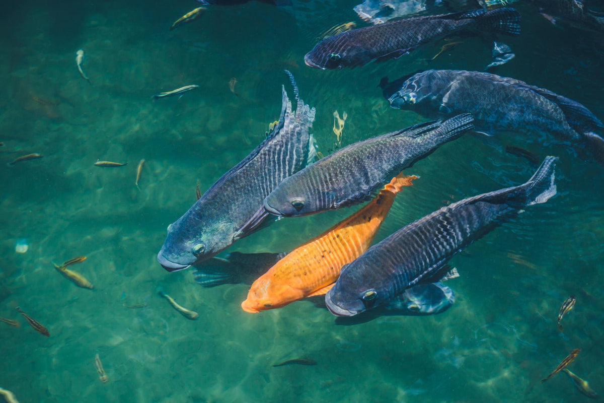 Catch and Release: Best Practices for Preserving Fish Populations ...