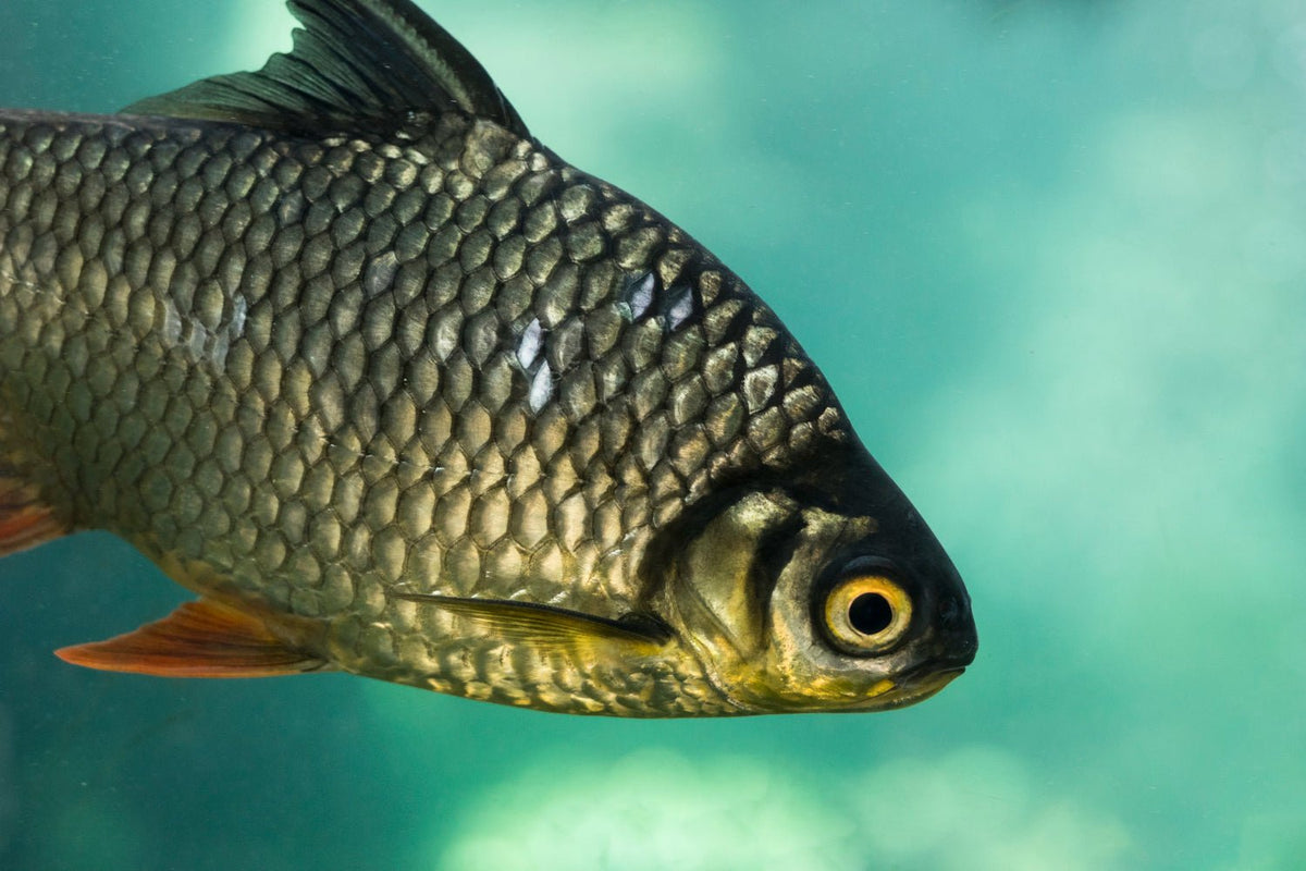 Fish Species Spotlight: Deep Dive into Lesser-Known Fish Varieties ...