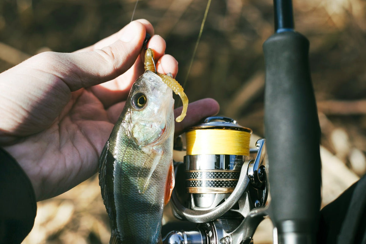 The Role of Conservation in Fishing: How to Contribute – BUZZERFISH