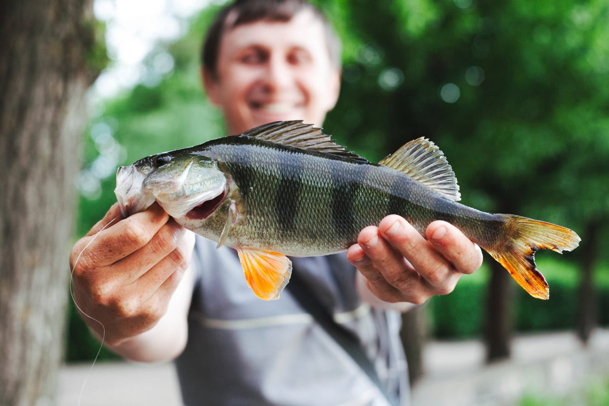 Understanding Fish Behavior: Tips for Beginner Anglers – BUZZERFISH